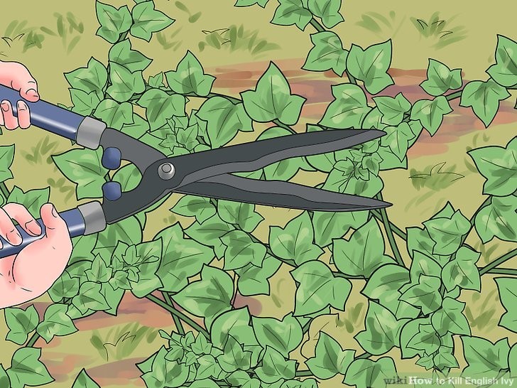 How to Control English Ivy – Nature Stewards WA