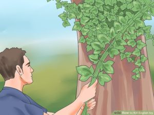 How to Control English Ivy – Nature Stewards WA
